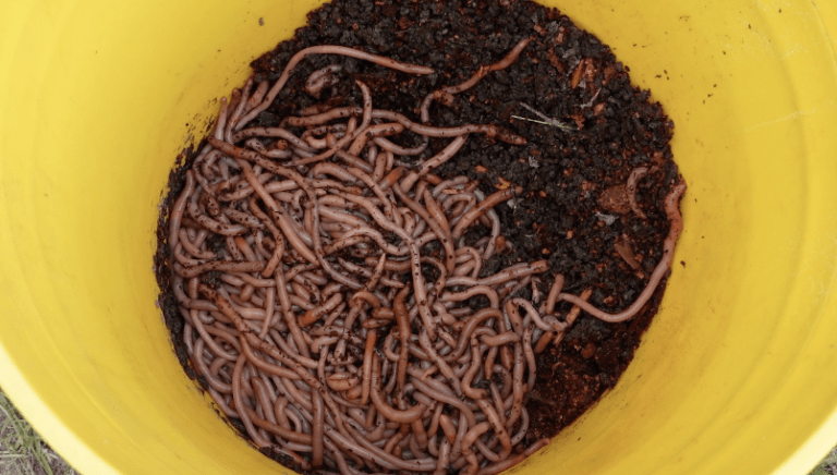 Everything You Need to Know About Worm Gruntin' and the Sopchoppy ...